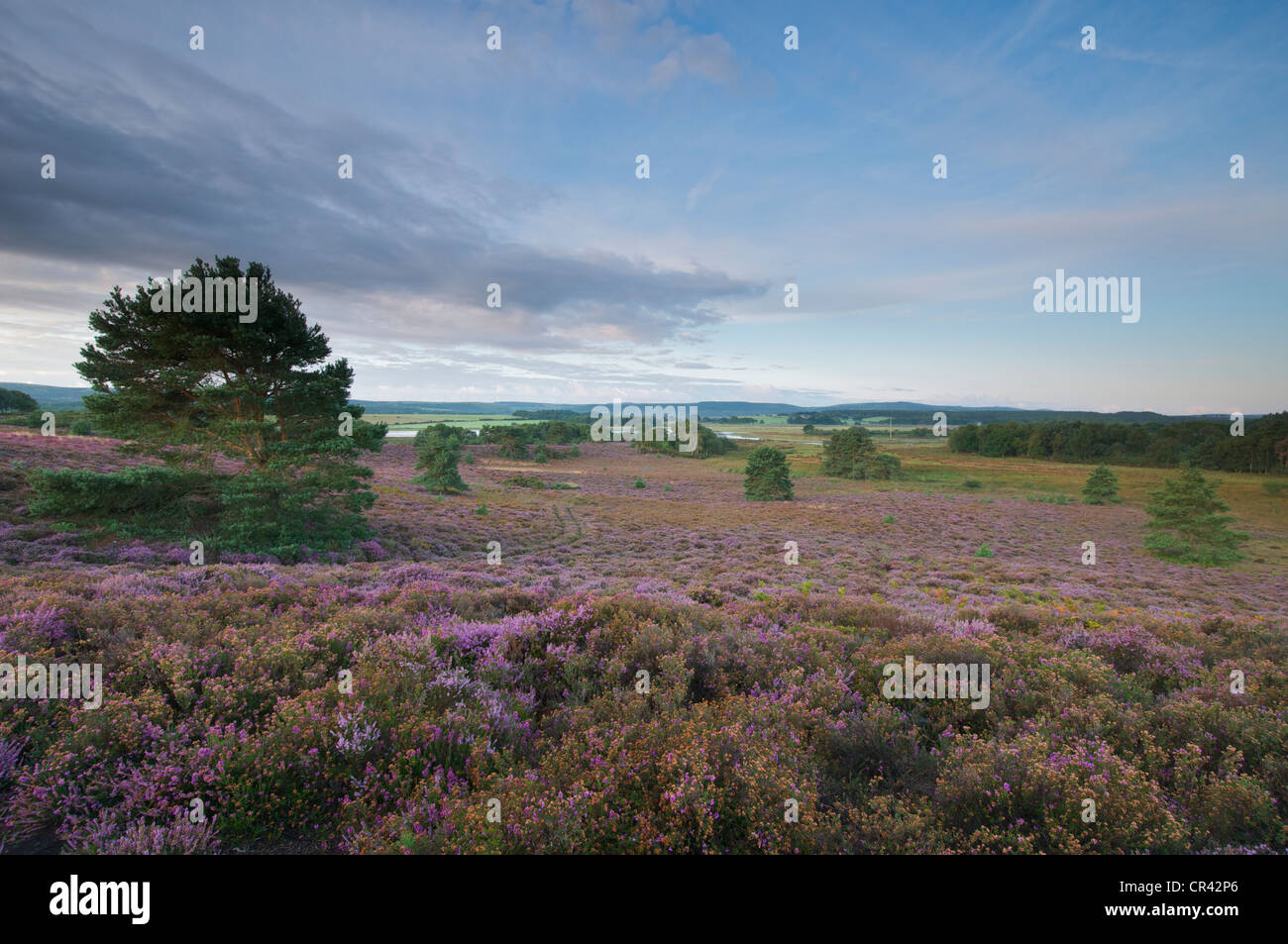 Arne nature reserve at sunrise looking over autumn heather flowers ...