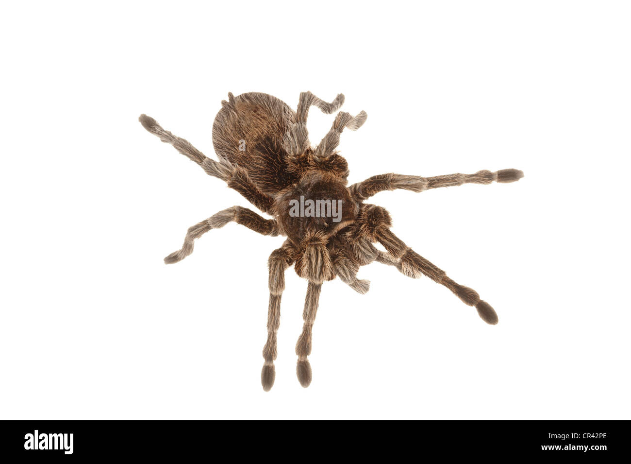 American tarantula spider Cut Out Stock Images & Pictures - Alamy