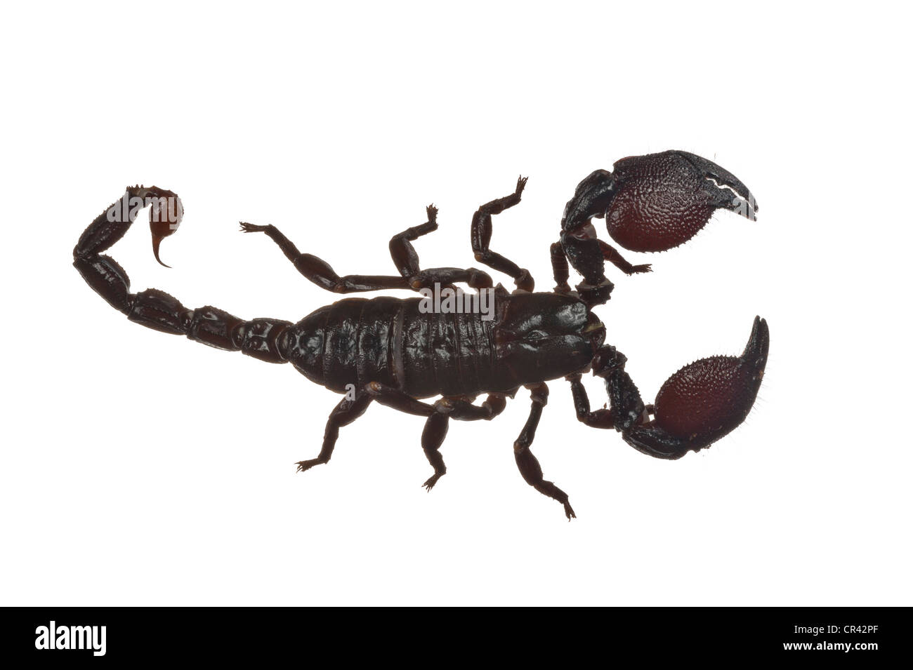 Close up emperor scorpion hi-res stock photography and images - Alamy