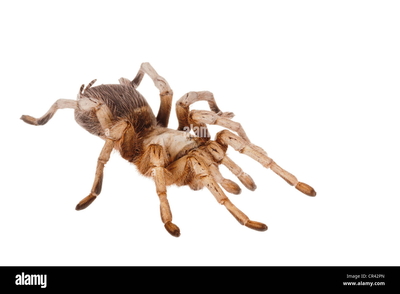 Mexican Blonde Tarantula (Aphonopelma chalcodes Stock Photo - Alamy