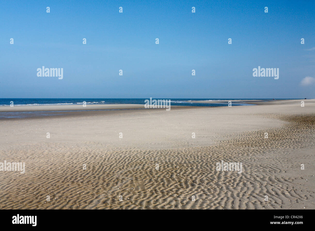 Beach, National Park Duinen van Texel, Texel, North Holland ...