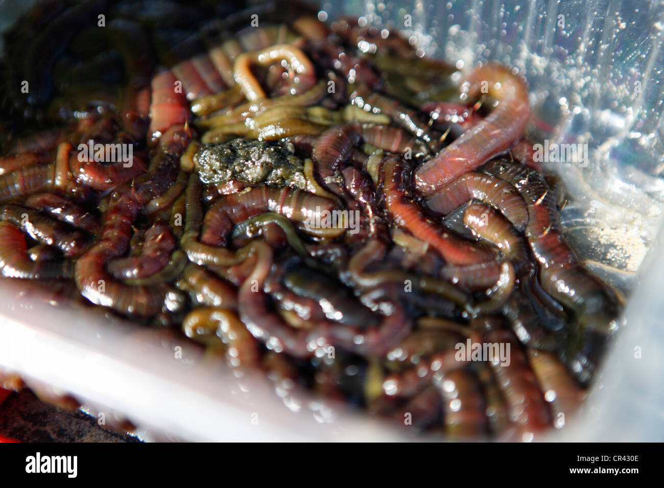 Lugworm or sandworm (Arenicola marina) for surf sishing, Texel, North ...