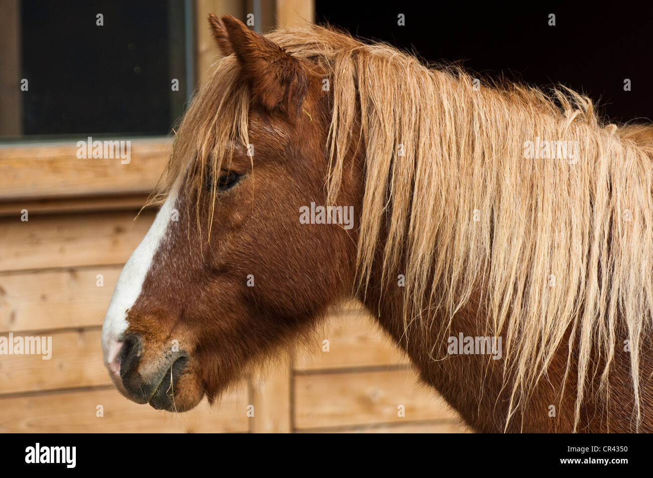 Haflinger austria hi-res stock photography and images - Alamy