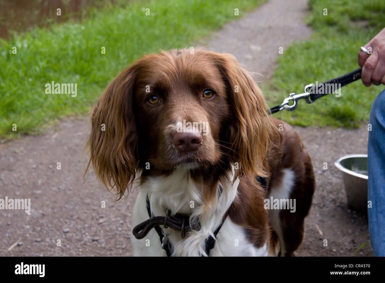 Coco the dog Stock Photo - Alamy