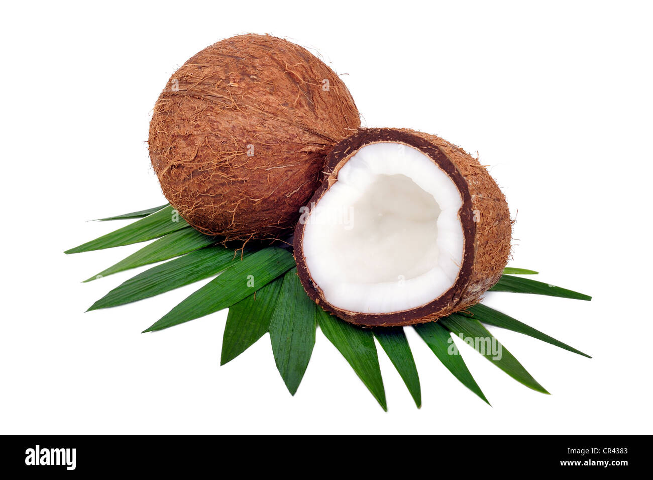 Coconut fruit isolated on white background Stock Photo - Alamy