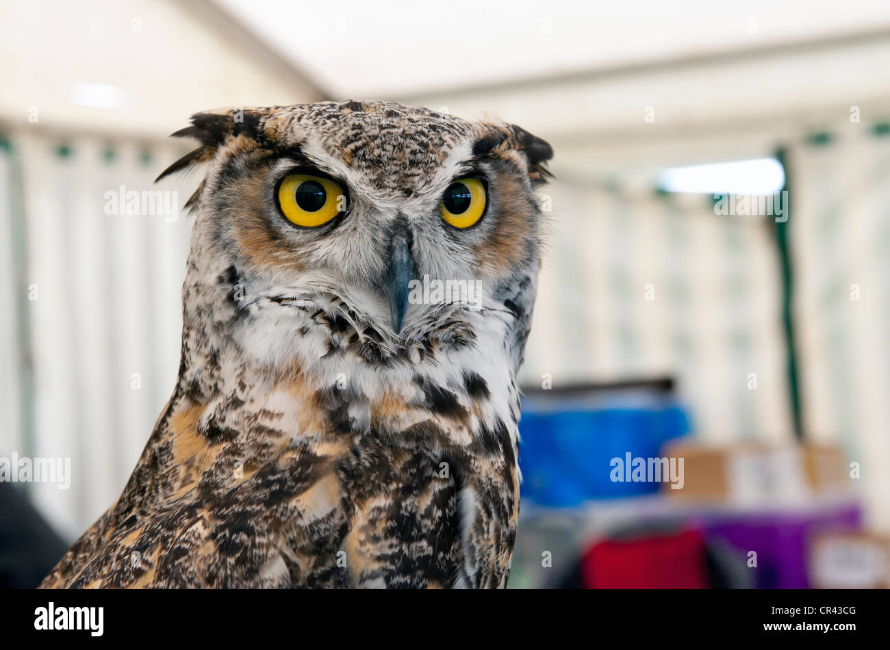 Owl with yellow eyes hi-res stock photography and images - Alamy