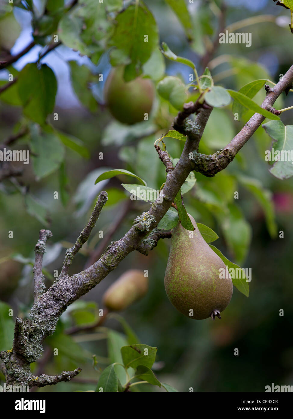 Pear hanging on tree Stock Photo - Alamy