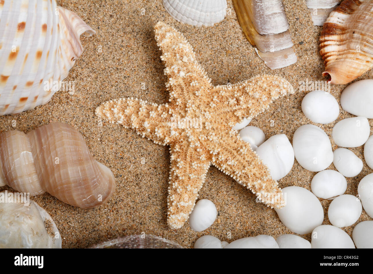 Starfish still life hi-res stock photography and images - Alamy