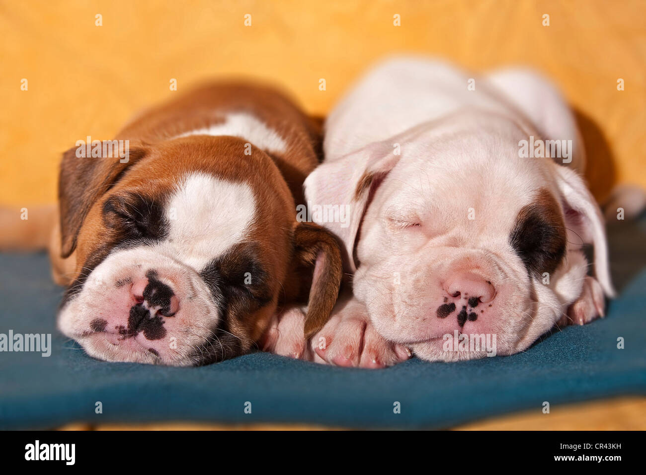 Sleeping boxer puppies Stock Photo - Alamy