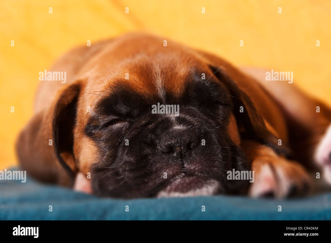 Sleeping boxer puppy Stock Photo - Alamy
