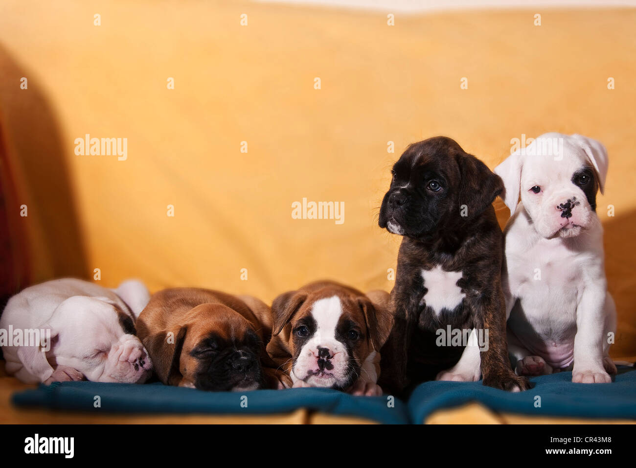 Puppies boxer hi-res stock photography and images - Alamy