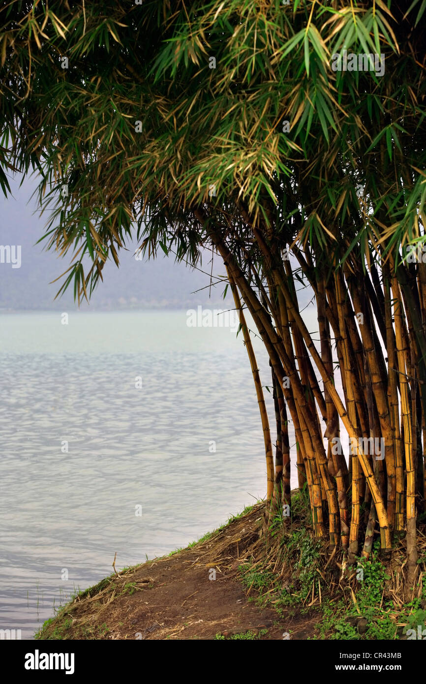 Bamboo trees under a rain. Bali. Indonesia Stock Photo - Alamy