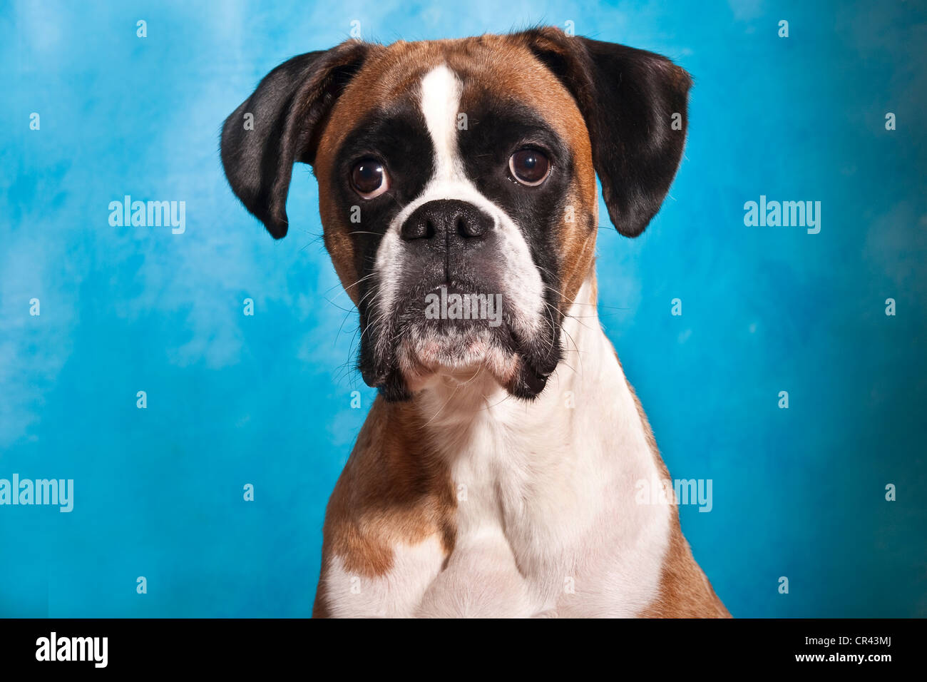 Boxer dog head shots hi-res stock photography and images - Alamy
