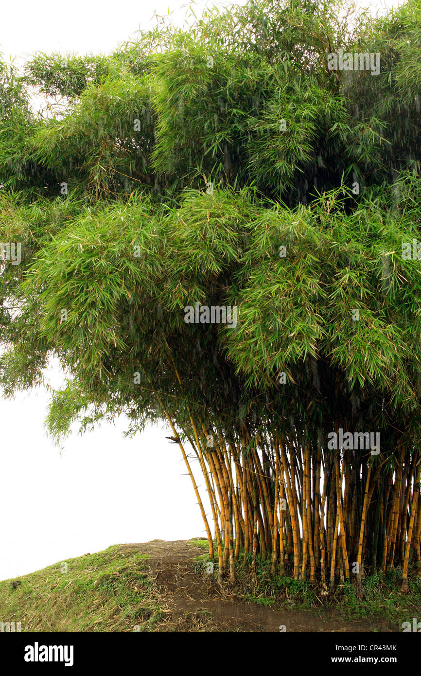 Bamboo trees under a rain. Bali. Indonesia Stock Photo - Alamy