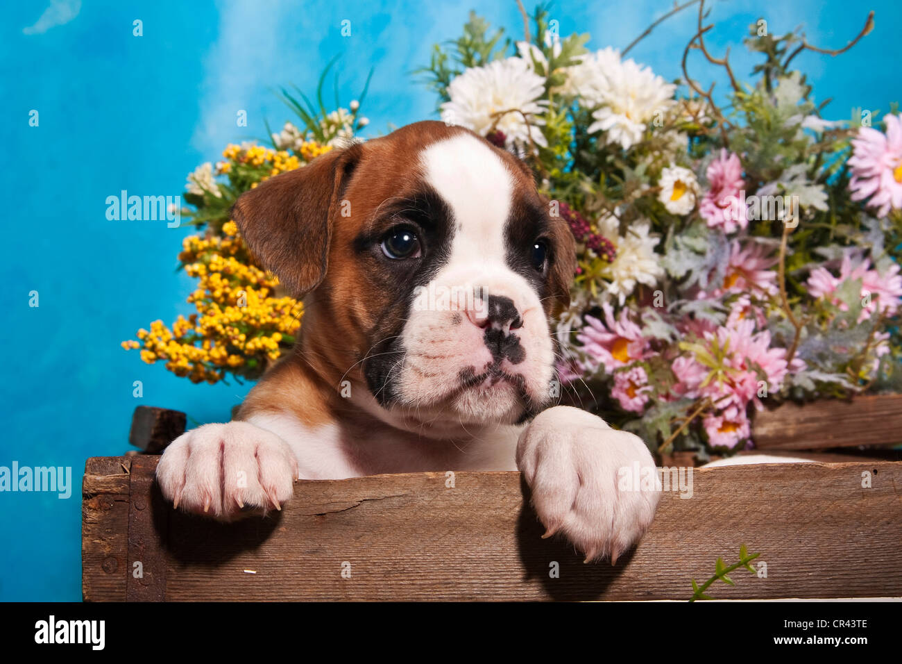 Boxer puppy looking out of a wooden crate, with flowers at the rear ...