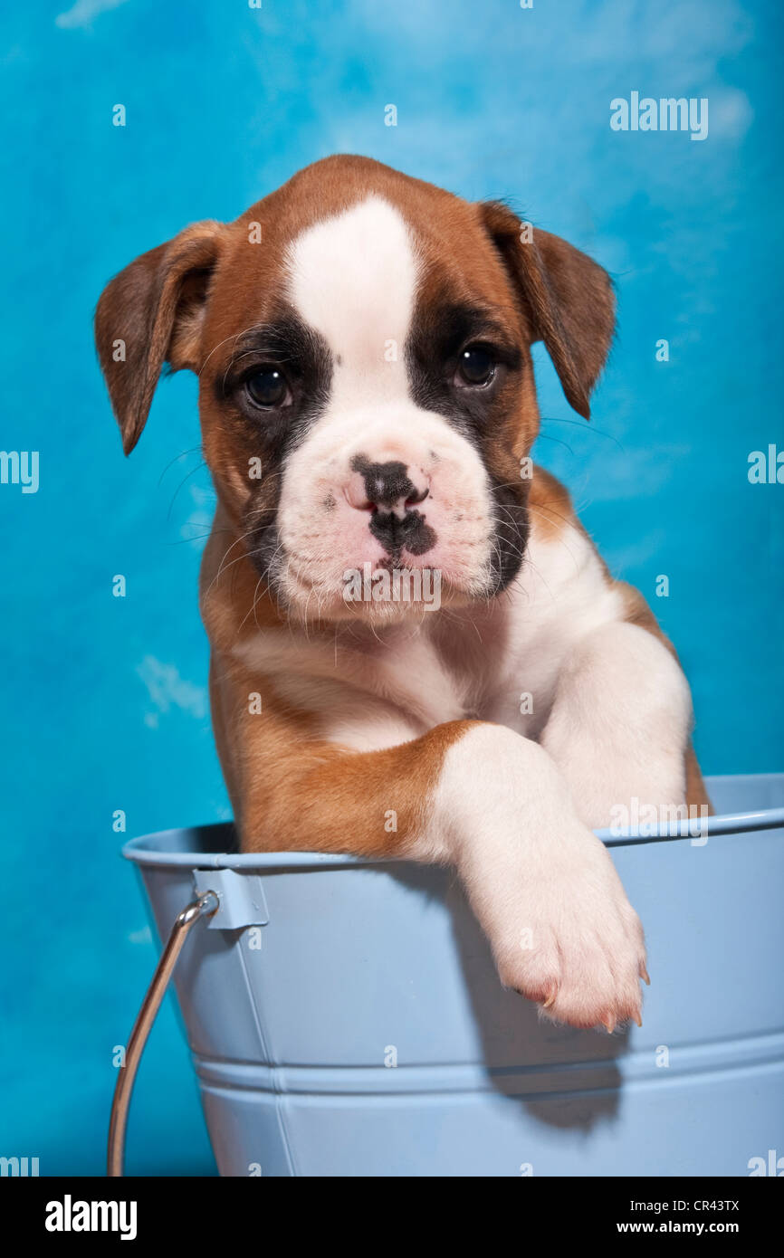 Boxer dog photos hi-res stock photography and images - Alamy
