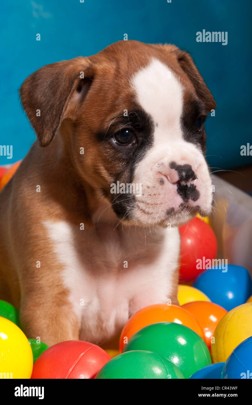 Colourful pets hi-res stock photography and images - Alamy