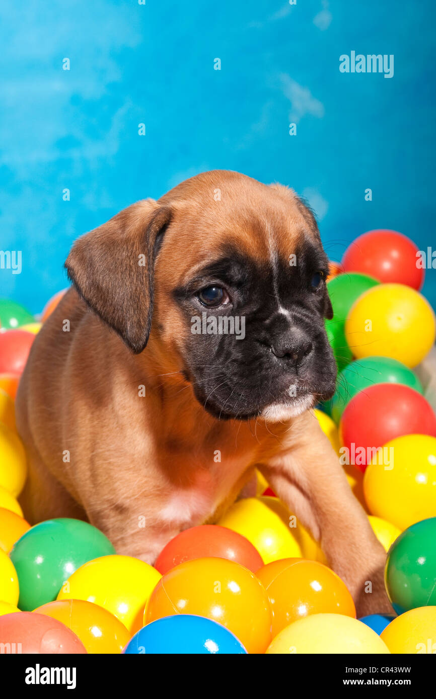 Boxer puppy surrounded by colourful balls Stock Photo - Alamy