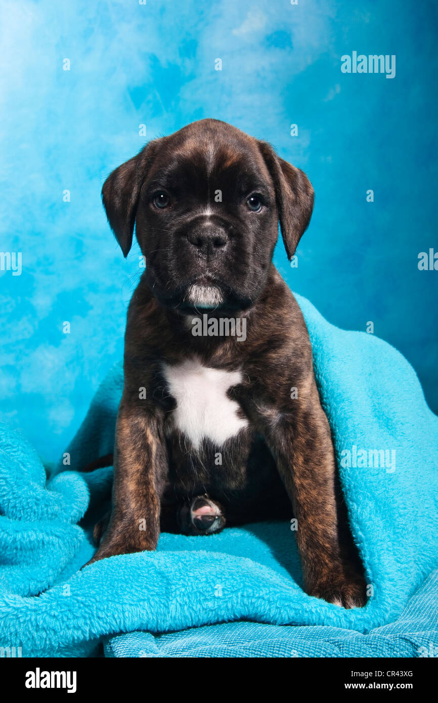 Baby Black Boxer Puppies