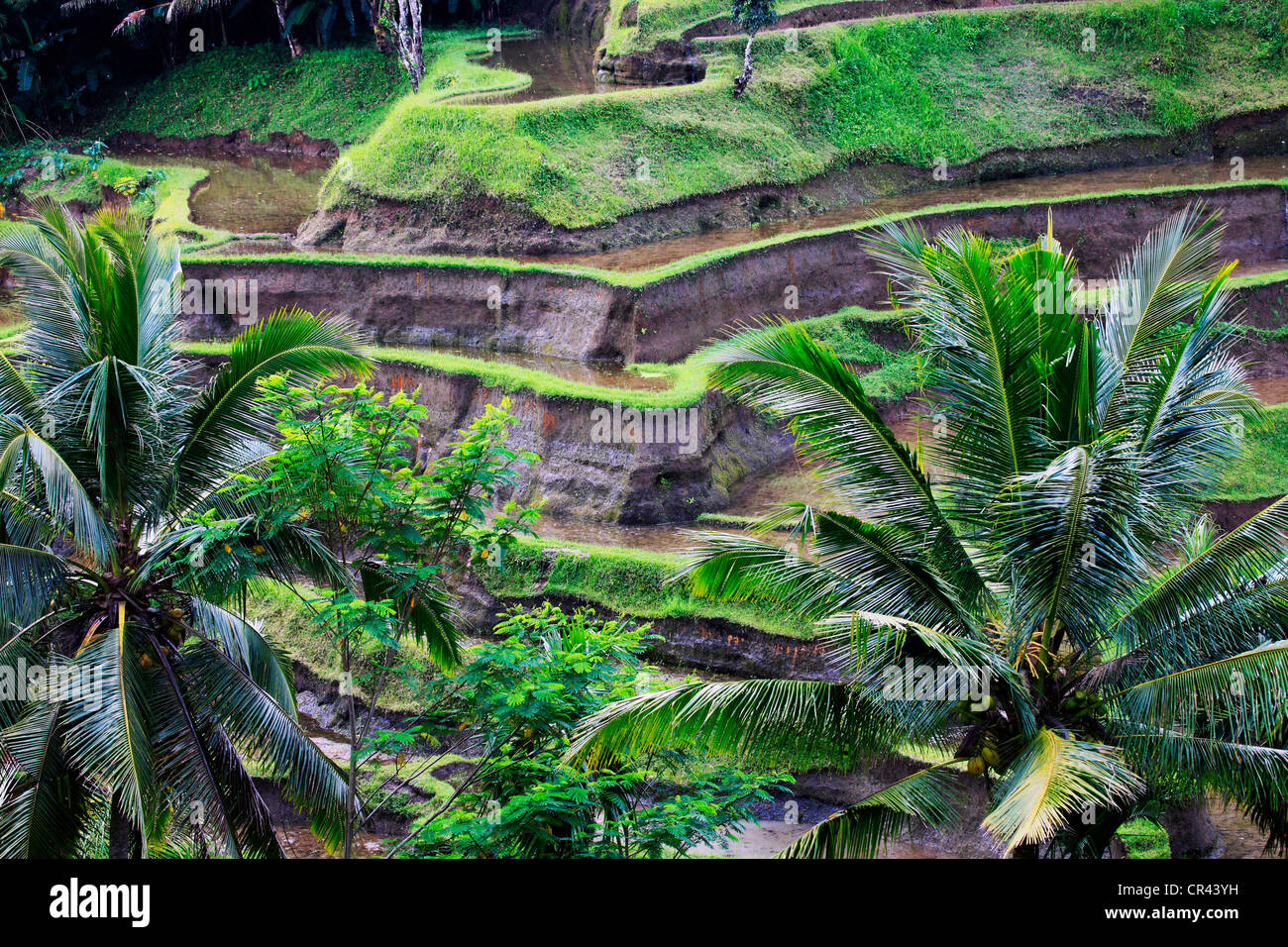China irrigation terrace hi-res stock photography and images - Alamy