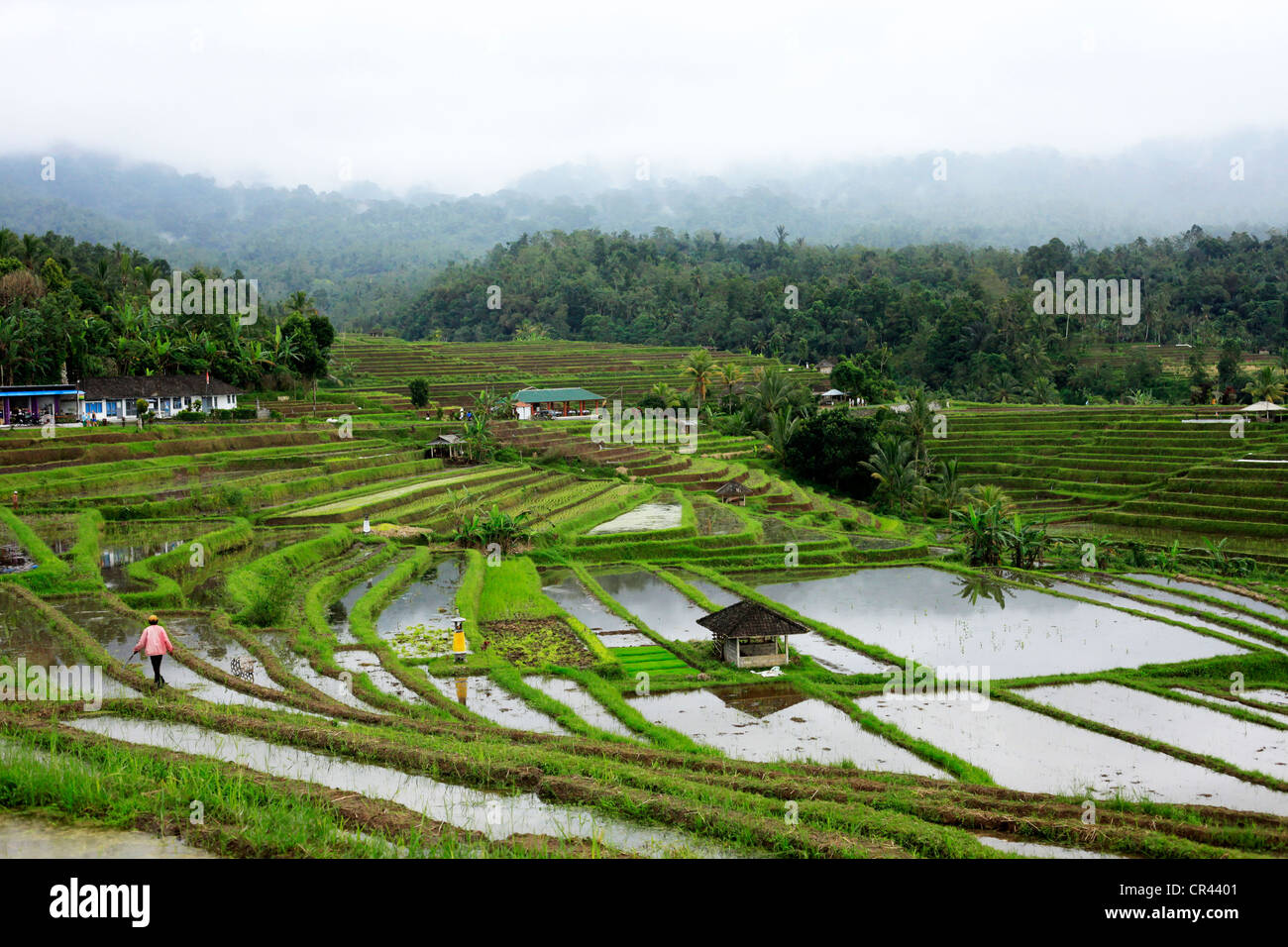 Rice plantation in the cloudy afternoon. Bali, Indonesia Stock Photo ...