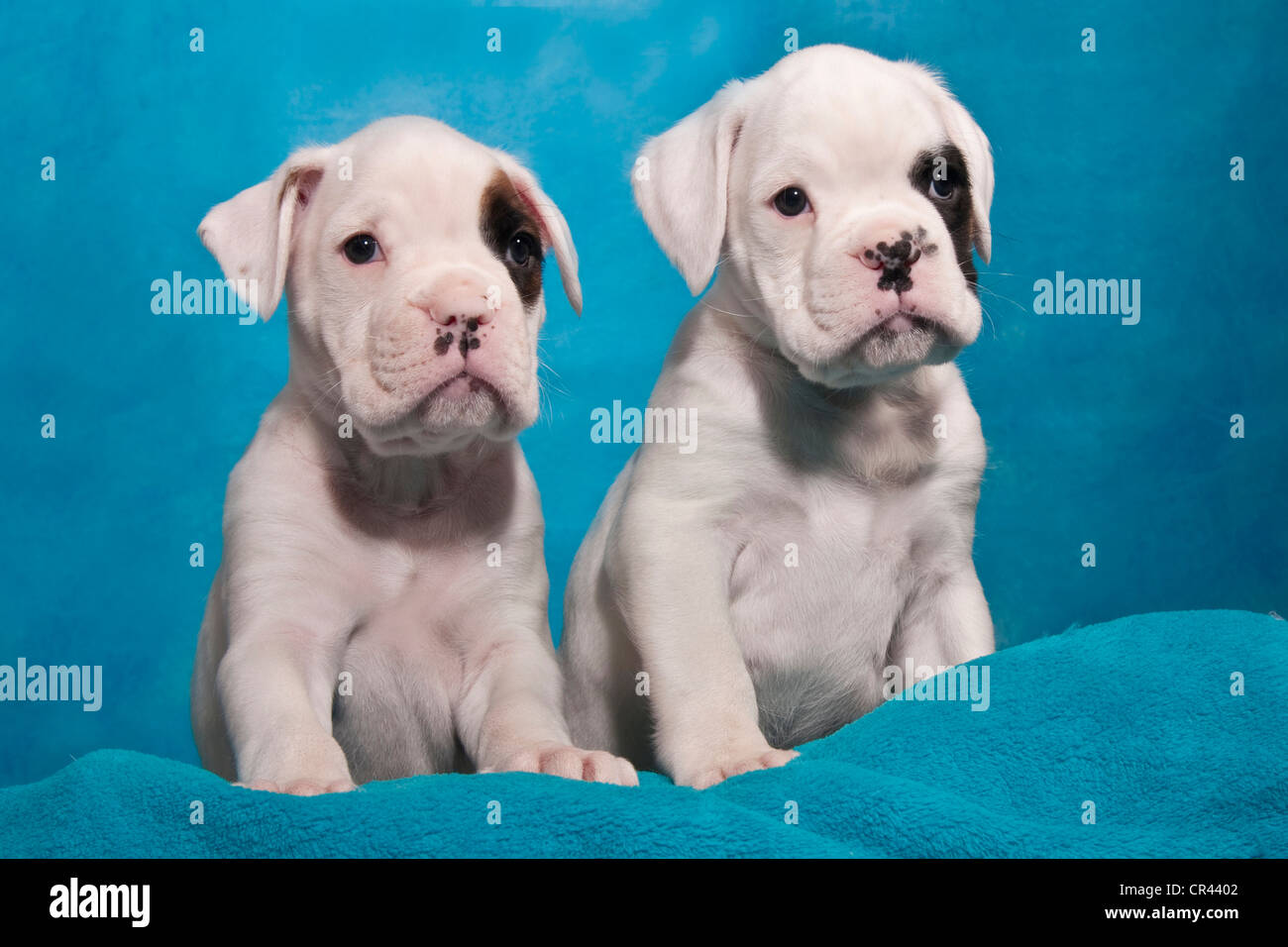 Two Boxer puppies Stock Photo - Alamy
