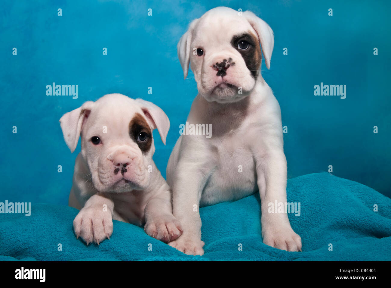 Blue Boxer Puppies