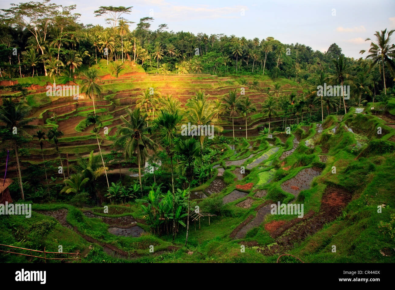 Amazing view of the Rice Terrace field, Ubud, Bali, Indonesia Stock ...