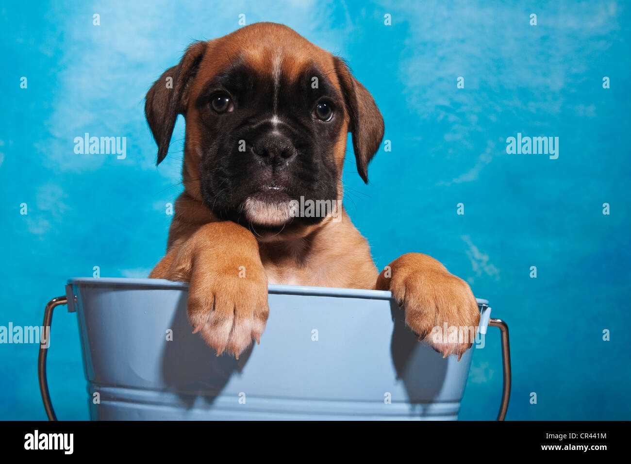 Picture of a puppy hi-res stock photography and images - Alamy