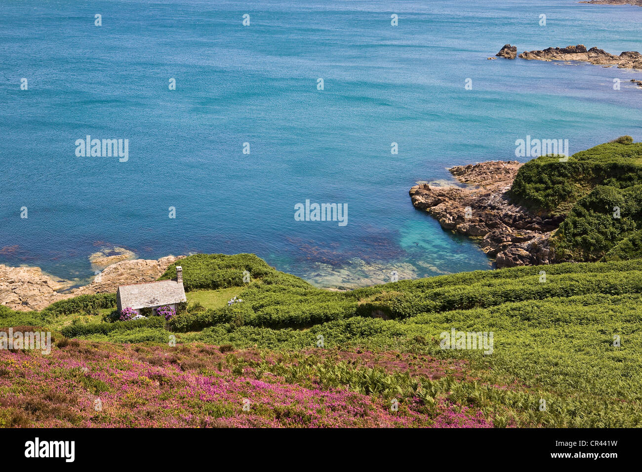 France, Manche, Cotentin, La Hague, Omonville la Rogue, heather, stone ...