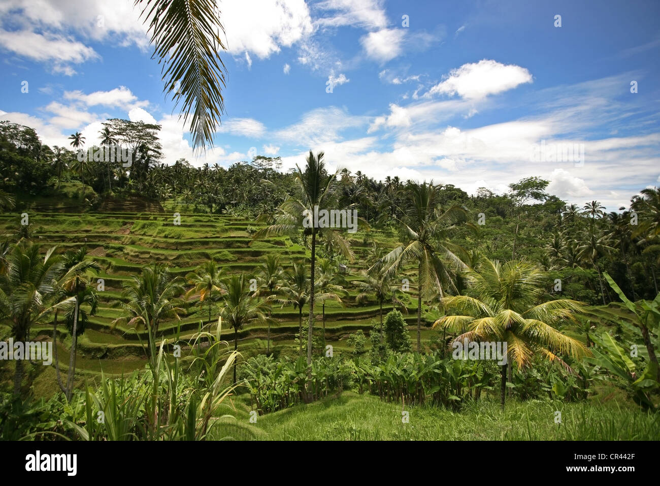 Terraced rice paddies with crops in Bali. Indonesia Stock Photo - Alamy
