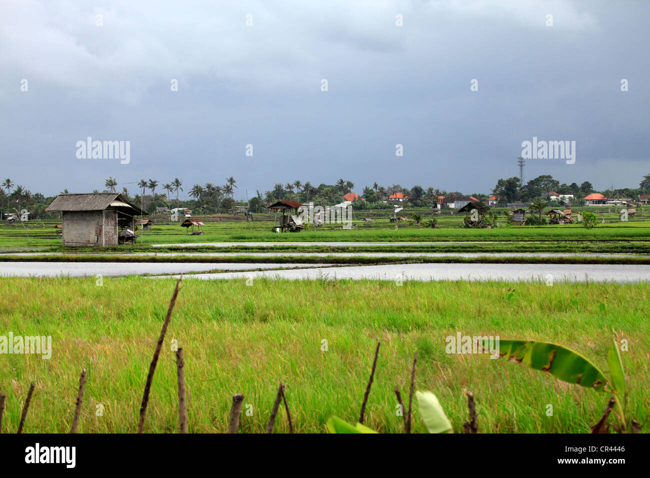 Rice plantation in the cloudy afternoon. Bali, Indonesia Stock Photo ...