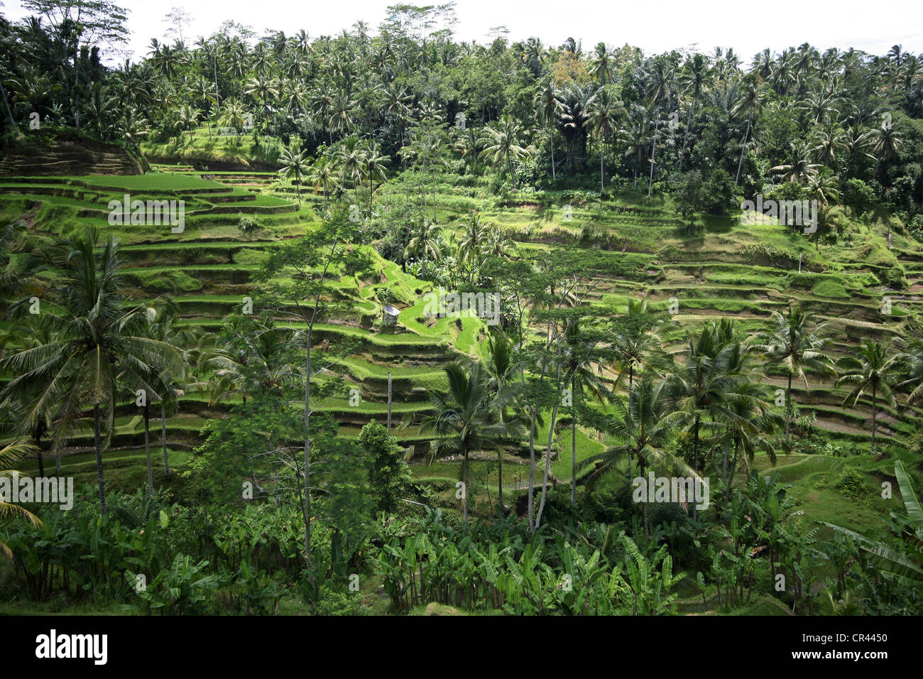 Rice terraces on Bali. Indonesia Stock Photo - Alamy