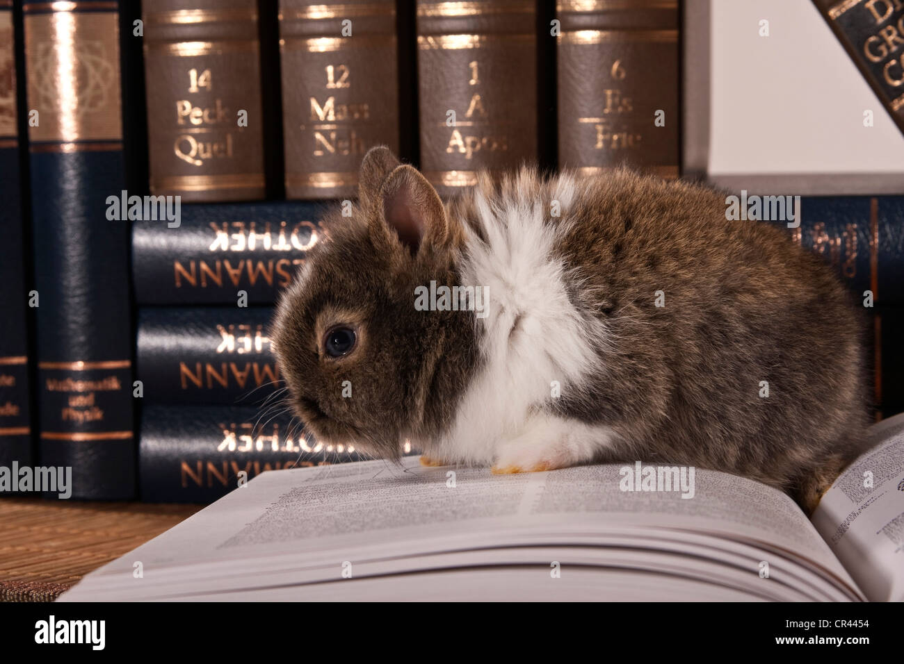 Young dwarf rabbit on an open book in front of leather-bound volumes ...