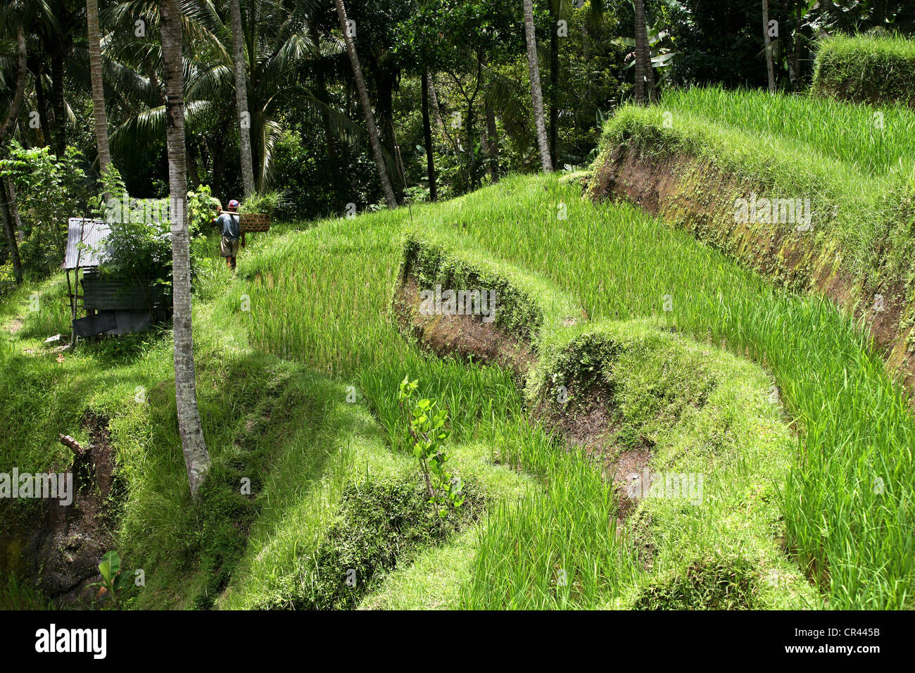 The man with the baskets filled with a grass. Bali. Indonesia Stock ...