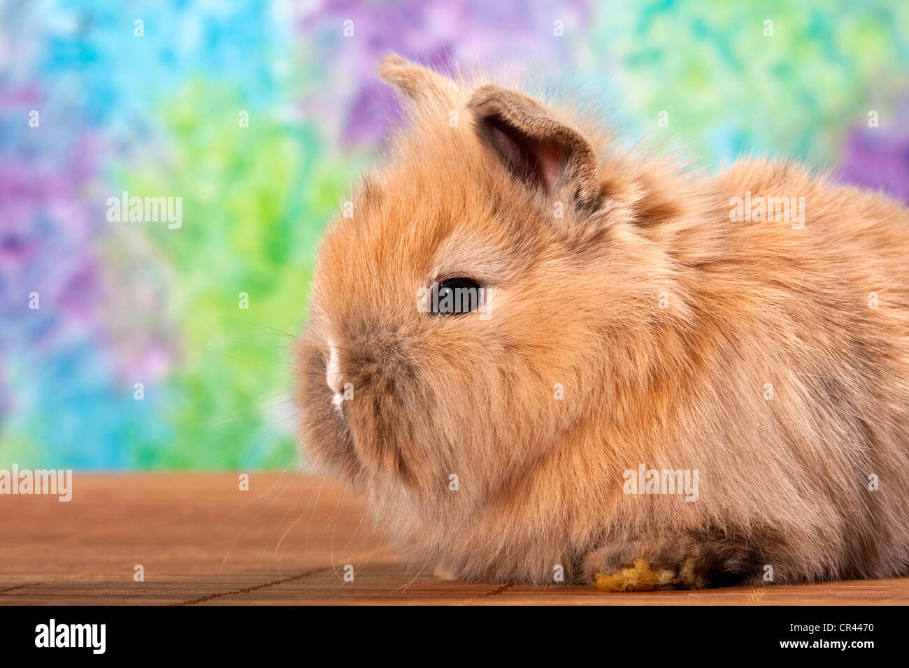 Young dwarf rabbit Stock Photo - Alamy