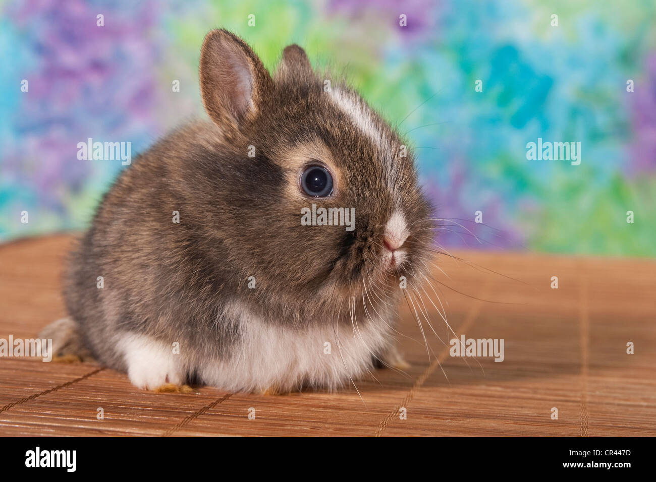 Young dwarf rabbit Stock Photo - Alamy