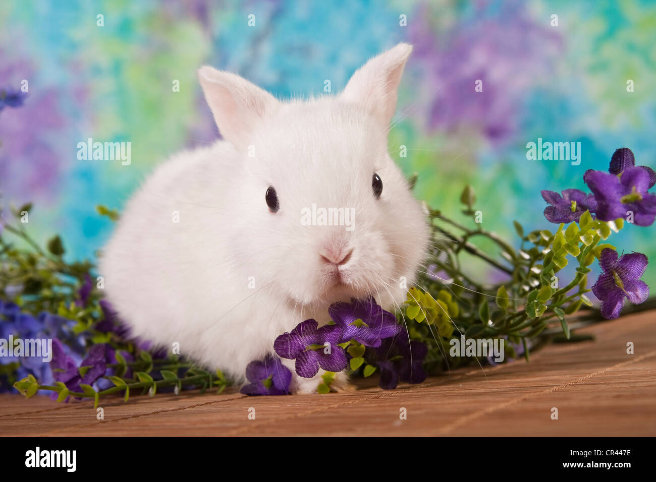 Young white dwarf rabbit with purple flowers Stock Photo - Alamy