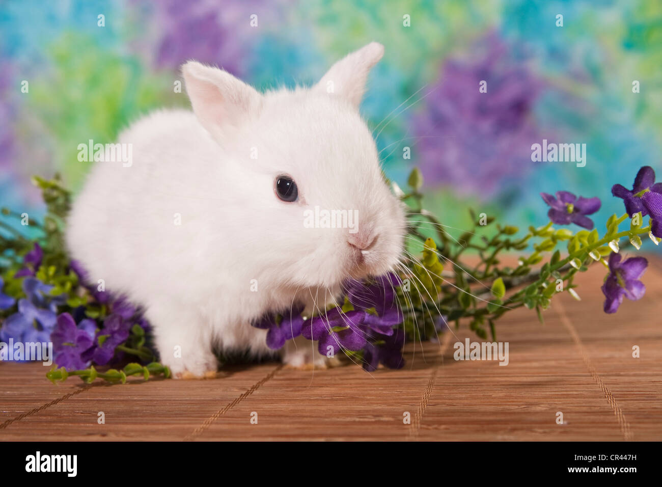 Young white dwarf rabbit with purple flowers Stock Photo - Alamy