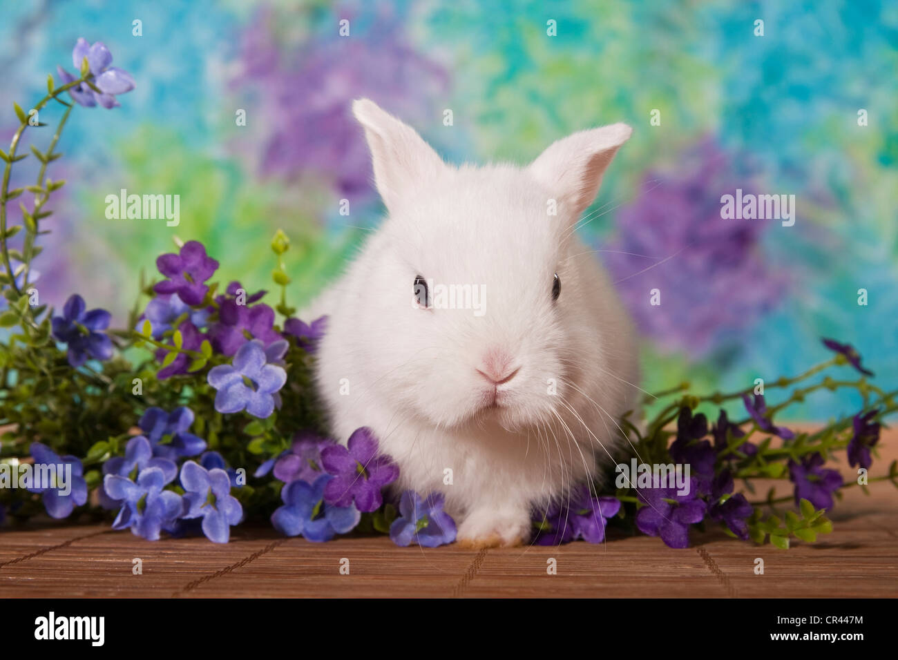 Young white dwarf rabbit with purple flowers Stock Photo - Alamy