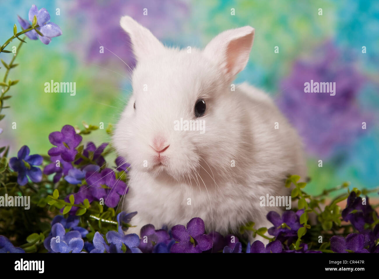 Young white dwarf rabbit with purple flowers Stock Photo - Alamy