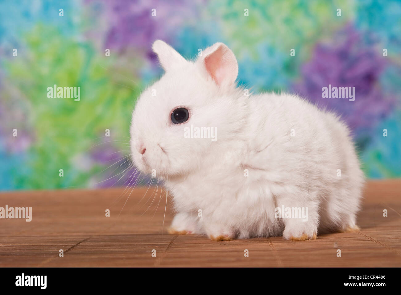Young white dwarf rabbit Stock Photo - Alamy