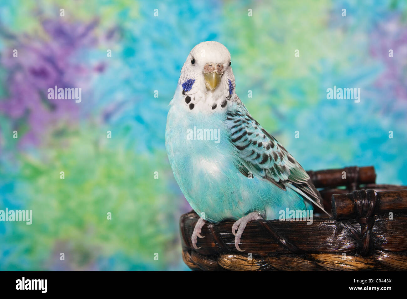 Blue Budgerigar (Melopsittacus undulatus Stock Photo - Alamy