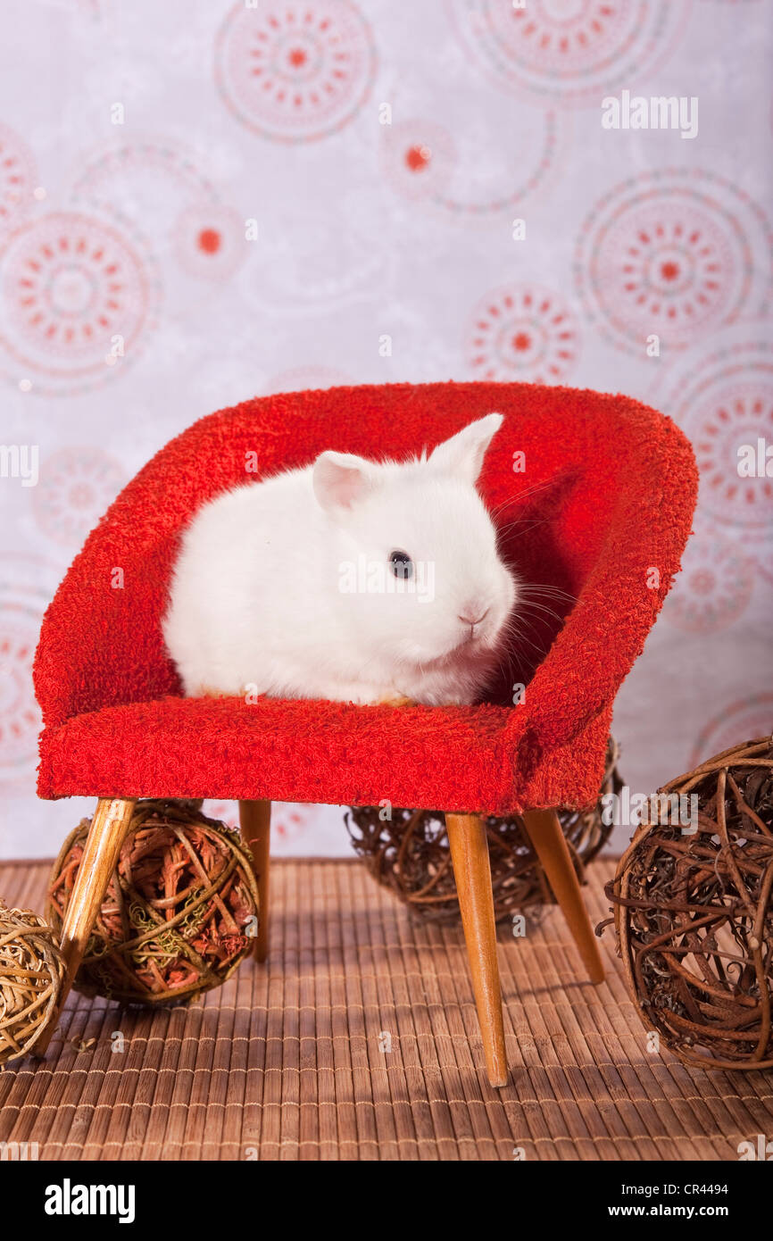 Young white dwarf rabbit sitting on a red mini chair Stock Photo - Alamy