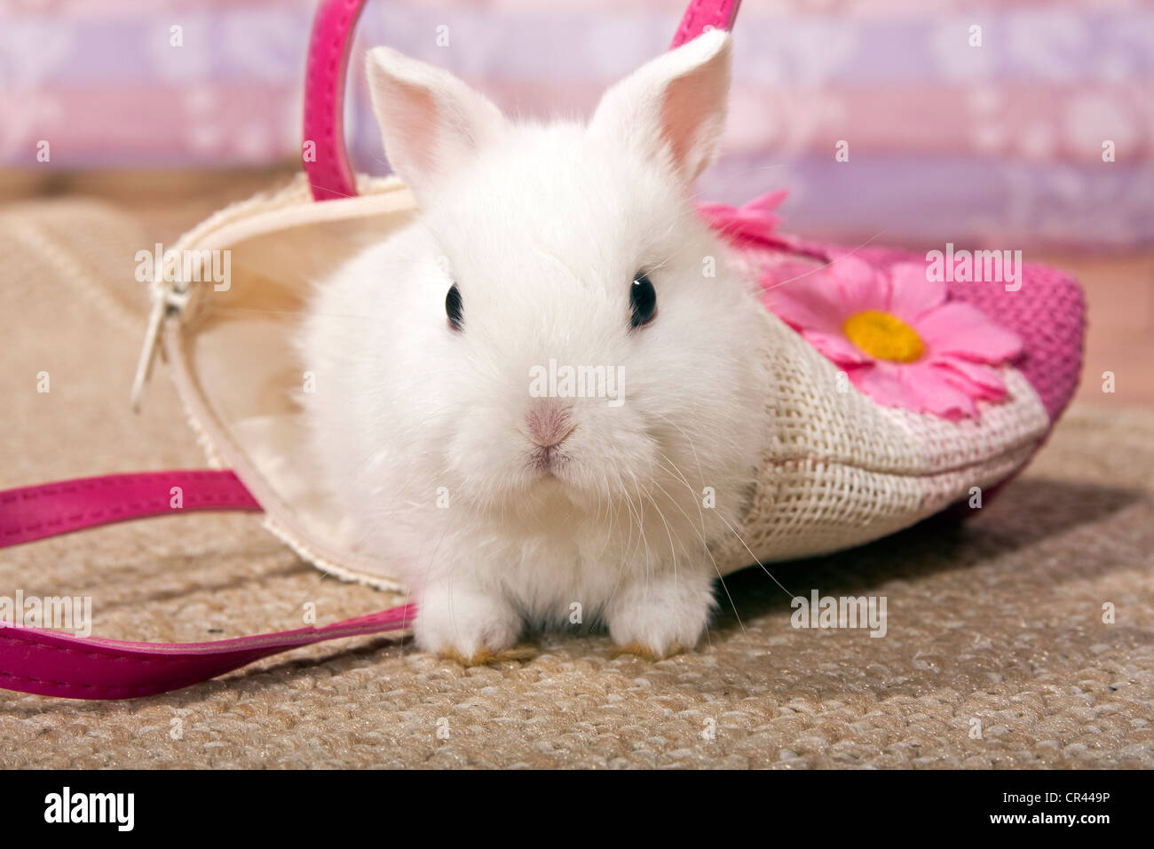 Dwarf rabbit in a small bag Stock Photo - Alamy
