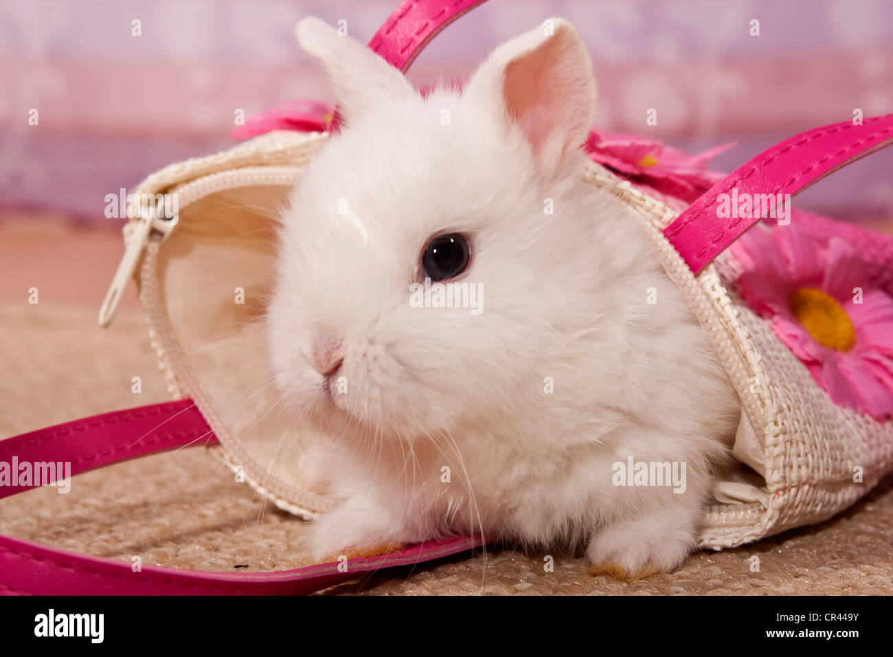 Bunnies in a bag hi-res stock photography and images - Alamy