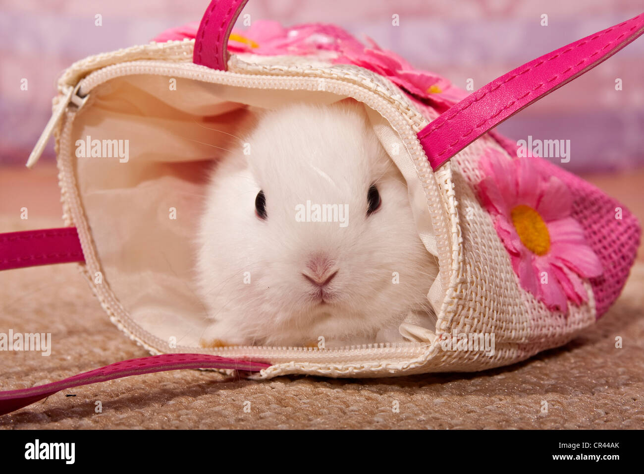Dwarf rabbit in a small bag Stock Photo - Alamy