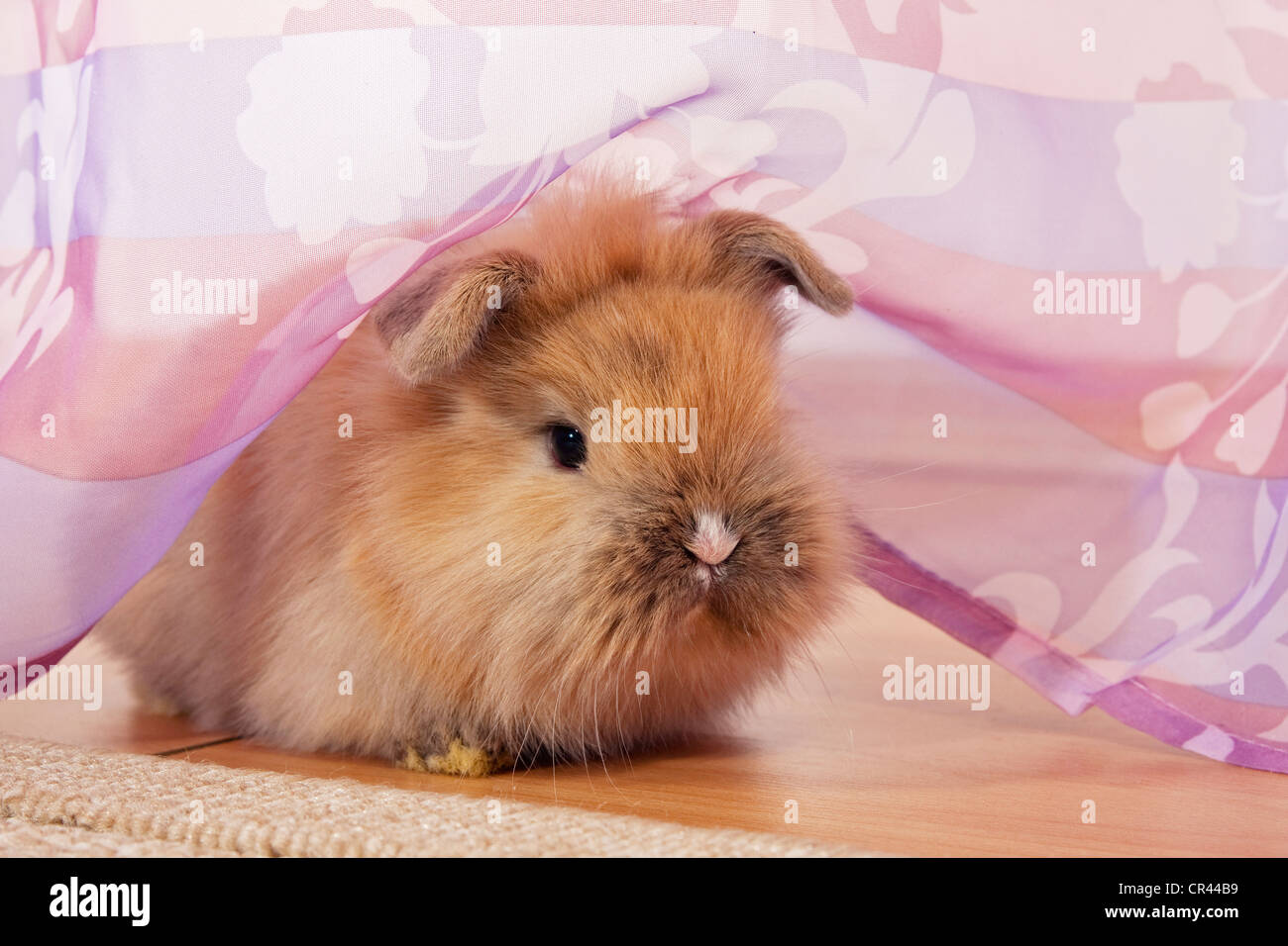 Under the curtain hi-res stock photography and images - Alamy