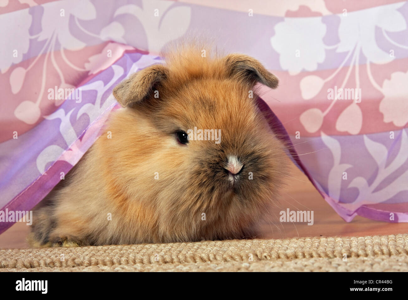 Under the curtain hi-res stock photography and images - Alamy