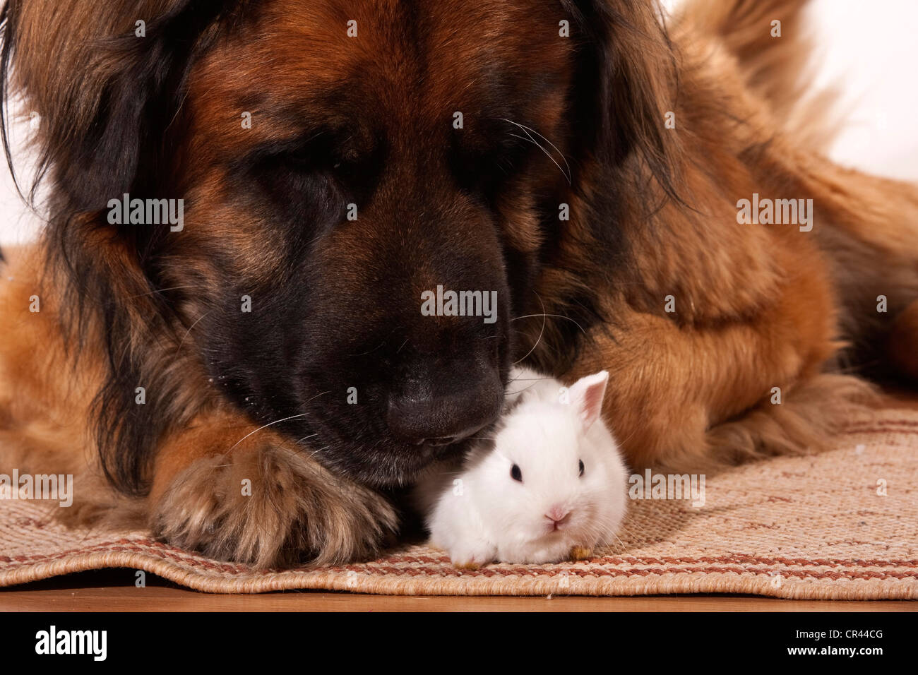 Rabbit Dog High Resolution Stock Photography and Images - Alamy